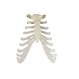 Wellden Medical Full Disarticulated Skeleton, Human Anatomical, Life-Size, 170cm