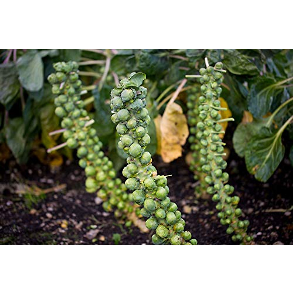 Long Island Improved Brussels Sprout Seeds for Planting, 200+ Heirloom Seeds Per Packet, (Isla's Garden Seeds), Non GMO Seeds, Botanical Name: Brassica oleracea, Isla's Garden Seeds