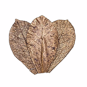 Aquatic Arts 10 Giant Catappa Indian Almond Leaves (4.5-6+ inches) - Dried/Prepared for Aquarium Use - for Live Freshwater Shrimp, Snails, Fish (Betta, Otocinclus) Tank Health