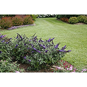 Pugster Blue Butterfly Bush (Buddleia) Live Shrub, Blue Flowers, 1 Gallon