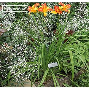 GardenMate 50-Pack Weatherproof Large Zinc Metal Plant Labels, Height 11.5", Label Area 3 1/2 x 1 1/4"