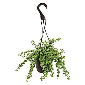 Trailing Elephant Bush Succulents, Hanging Plants Live Succulents Plants Live Houseplants, Hanging Planter Basket, Mini Succulents Live Plants Indoor Plants in Plant Basket by Plants for Pets