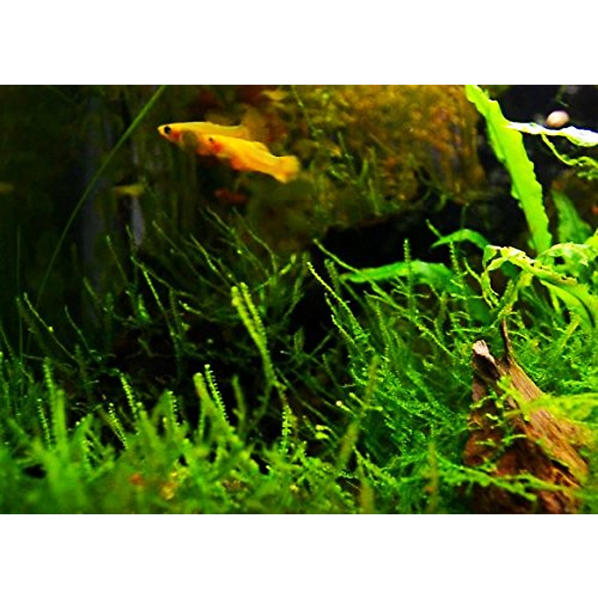 Greenpro Java Moss Live Freshwater Aquarium Plants Easy Ready to Grow