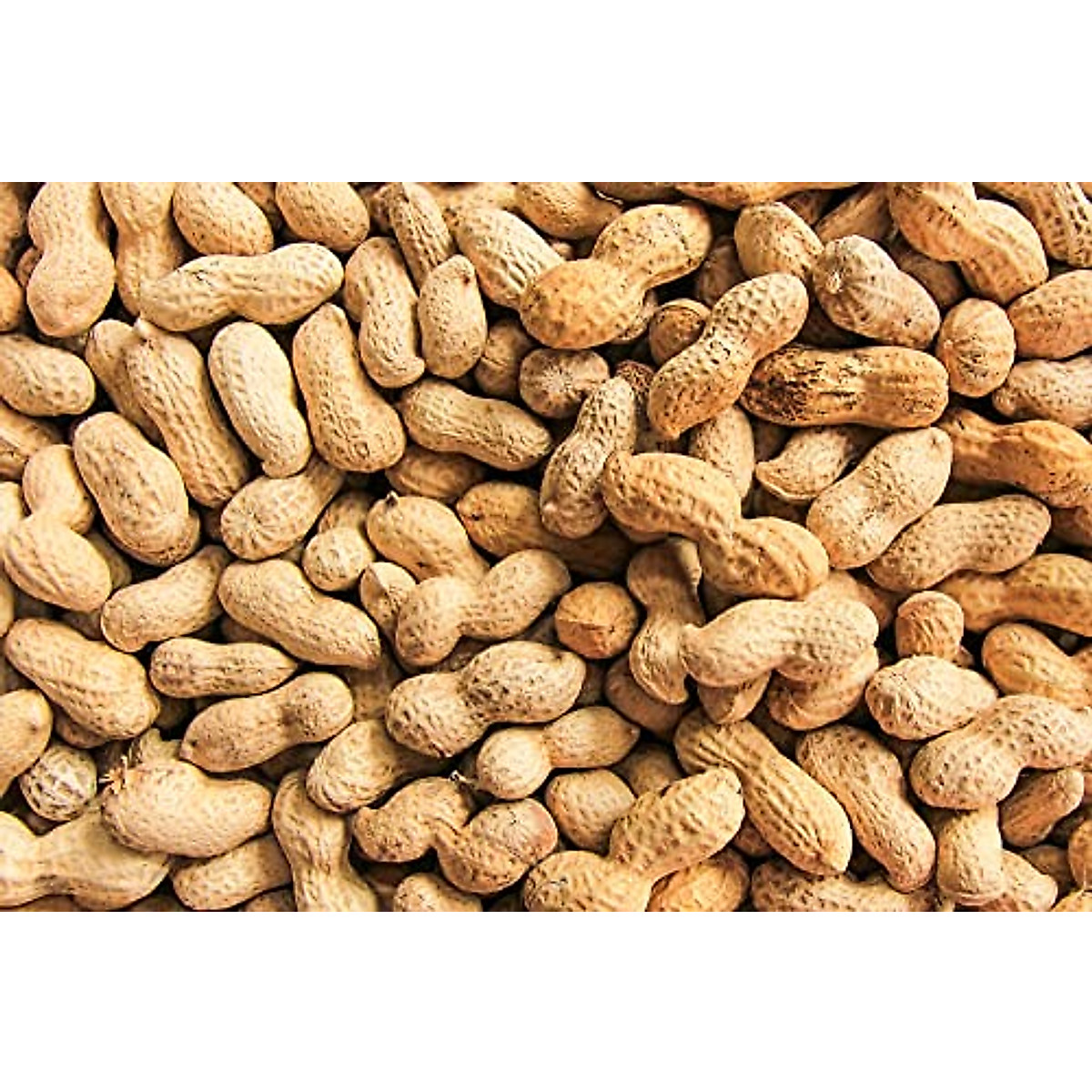 10 Peanut Seeds in The Shell for Planting - Grow Your Own Peanuts - Outdoor Home Gardens | Planting Instructions Included