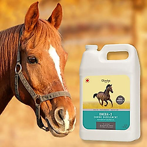 Virgin Camelina Oil for Equine, Dogs and Cats, 1 Gallon, Rich in Omega-3, 6, 9, Vitamin E, Fatty Acids. 100% Pure & Cold Pressed. Supports Skin, Coat, Joint Health. Product of Canada