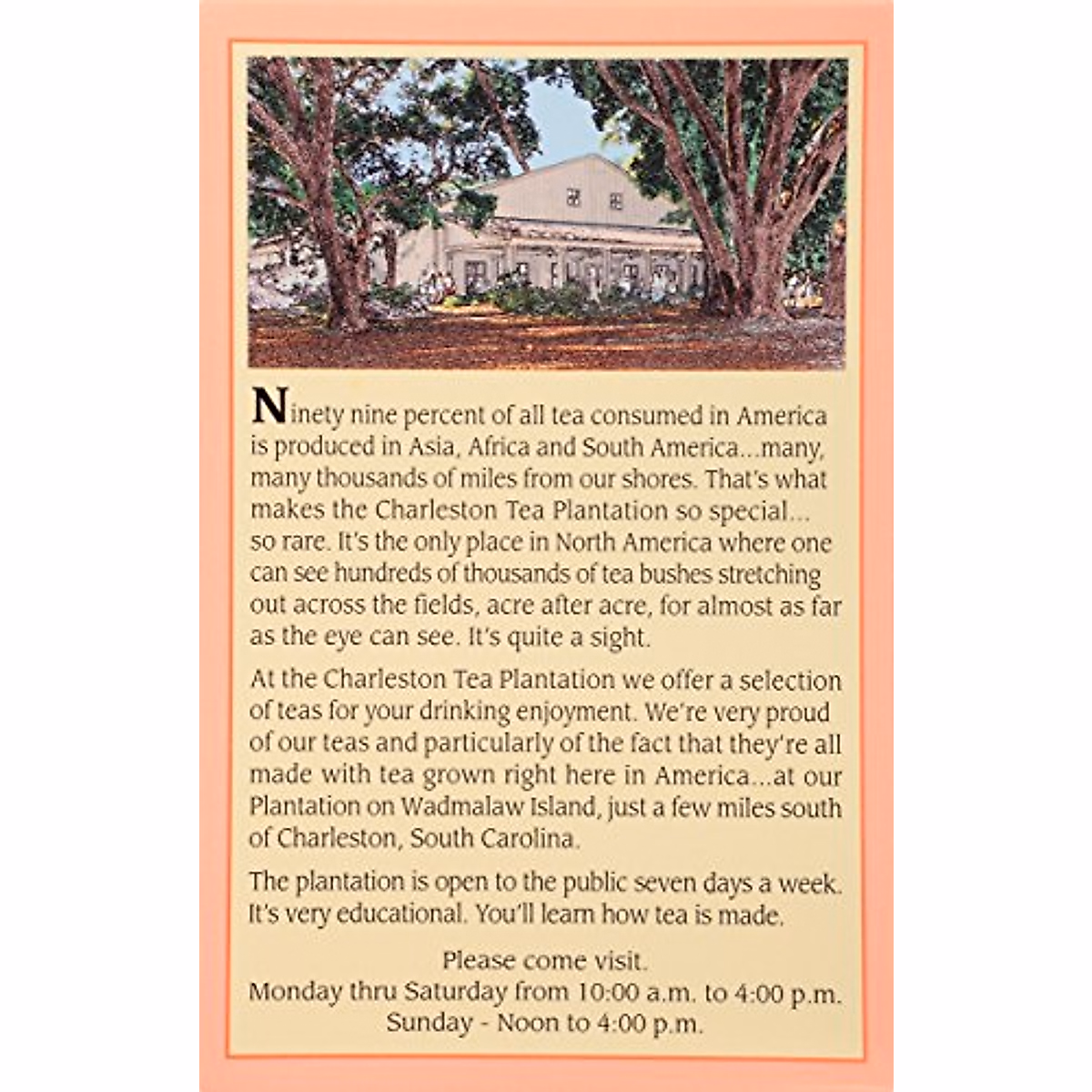 Peachy Peach Pyramid Teabags, 12 Count, 1.05 Ounce (04358)