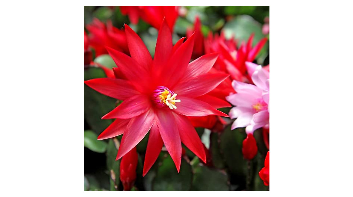 Red Easter Cactus Live Plant | Rooted Hatiora Flower