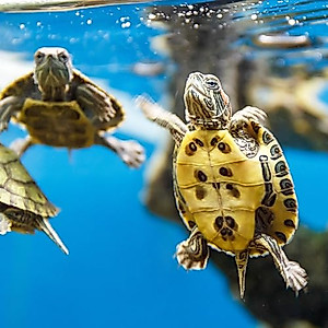 Tetra ReptoMin Floating Food Sticks, Food for Aquatic Turtles, Newts and Frogs, 2.65 lbs