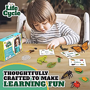 Life Cycle Kit Montessori - Realistic Figurine Toys, Kids Animal Matching Game with Frog, Ladybug, & More - Includes 24-Piece, Science, Learning & Education Toys, Fun Learning Game for Children 3+