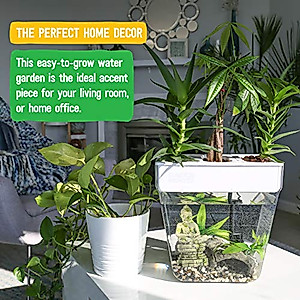 Back to the Roots Indoor Hydroponic Garden - 3 Gallon Self Watering, Mess-Free Planter for Herbs, Microgreens, Bamboo, Succulents, and Houseplants