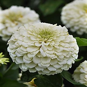 Outsidepride Zinnia Elegans Lilliput White Heat & Drought Tolerant Garden Cut Flowers - 1000 Seeds