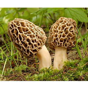 American True Morel Mushroom (Morchella Americana) Liquid Culture Syringe Sample for Mushroom Cultivation Growing on Grain or Agar