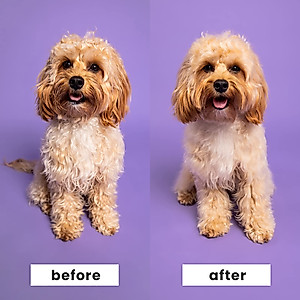 Pet Teezer by Tangle Teezer Detangling Dog Grooming Brush, Dry Brush & Dog Bath Brush for Wet or Dry Fur & Light Shedding Breeds, Small, Lilac/Yellow