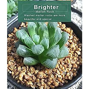 Succulent Cactus Gold Maifanitum Stone 6lb Small Decorative Gravel DIY Rock Indoor Houseplants Pebbles Soil Additive Potting Gritty for Bonsai, Fairy Gardening, Vases Fillers, Terrarium, Top Dressing