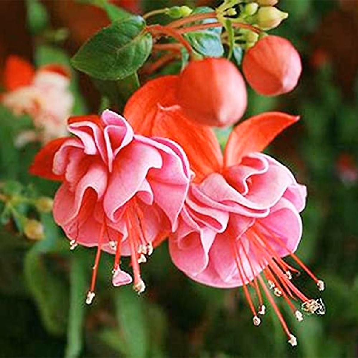 QAUZUY GARDEN 200 Red Pink Fuchsia Seeds Premium Heirloom Ladies' Eardrop Seeds - Potted Hanging Fuchsia Flowers Perennial Home Plant Bonsai Attract Hummingbirds