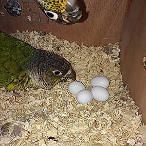 WOLEDOE 5Pcs Solid Plastic Parrot Fake Eggs, Keeping Them from Laying Anymore Eggs, Suit for Medium and Large Parrots, Pigeon, African Grey, Caique, Cockatoo, Sun Conures and Mini Macaw