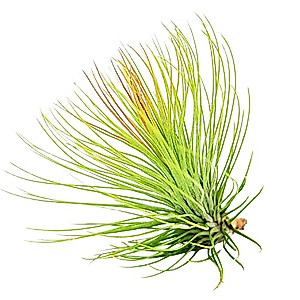 The Drunken Gnome AIR Plants – Andreana – 3 Pack - air Purifying Flowering Tillandsia for Terrarium, Fairy Garden Starter kit, Home Office, Indoor Outdoor, Corporate Gift (3 Pack)