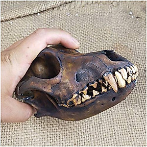 LUCKFY Real Wolf Skull Genuine Taxidermy Animal Bones Animal Skull Model for Bar Home Decoration Art Collection Veterinary Teaching Tool