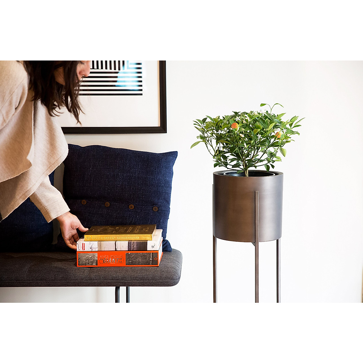 Calamondin Citrus Plant NO Shipping to CA, AZ, or TX