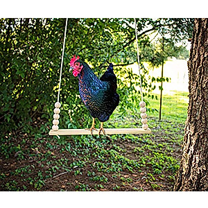 Chicken Swing Coop Toy Made in USA! Natural Wood Safe Durable Flat Bar Perch Ladder for Poultry Run Rooster Hens Chicks Pet Parrots Macaw Entertainment Stress Relief for Birds