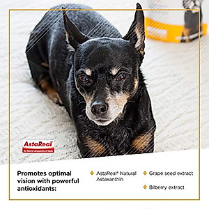 VetriScience Golden Years Clear and Bright for Senior Dogs, Chicken Liver, 60 Soft Chews - Promotes Eye Health with Powerful Antioxidants