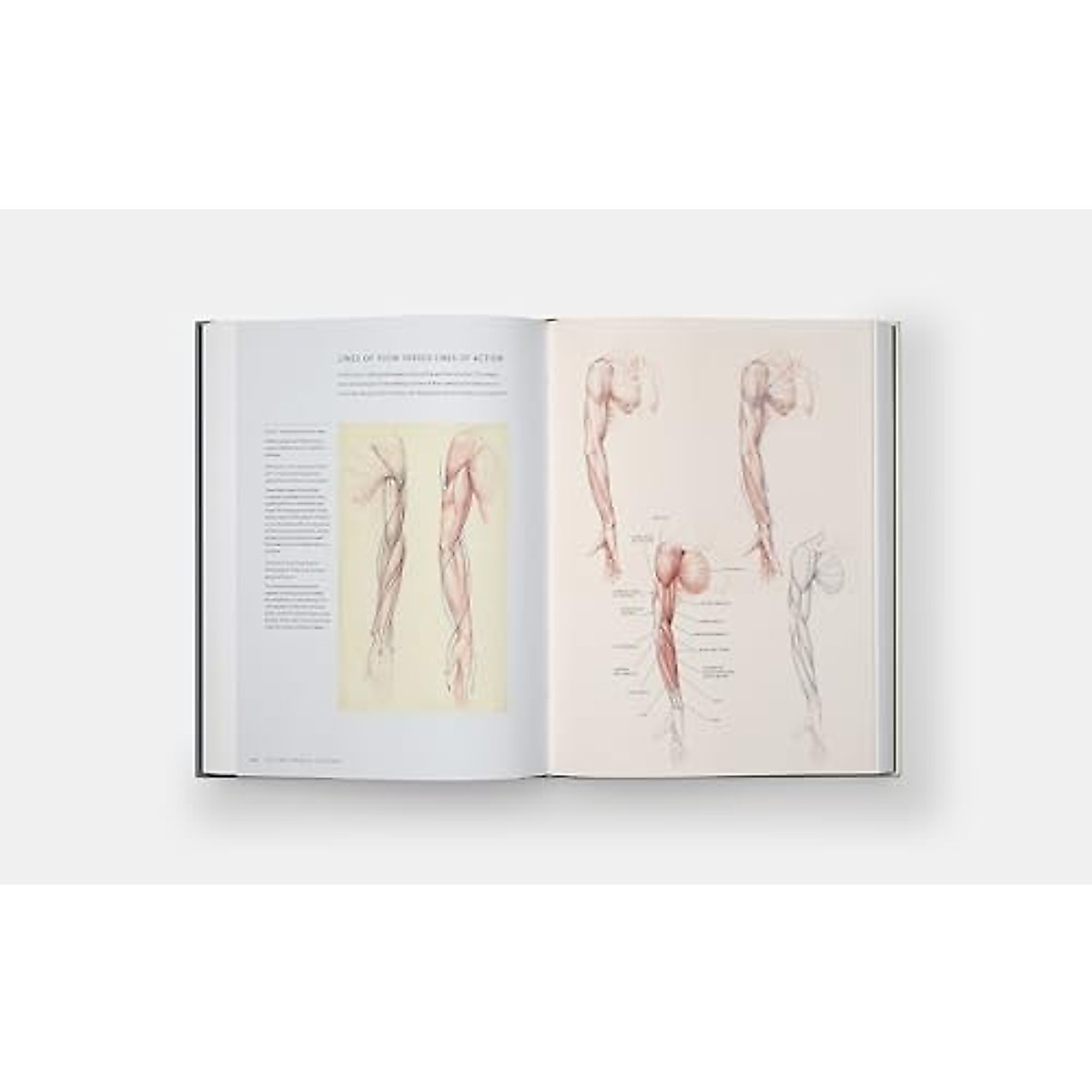 Dynamic Human Anatomy: An Artist's Guide to Structure, Gesture, and the Figure in Motion