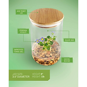 Bloomify Persian Violet (Exacum Affine) - Live Flower Terrarium in Self Sustaining Glass Jar, Maintenance Free and Blooms All-Season, Great Unique Gift and Home Decor, 100% Growth Guarantee