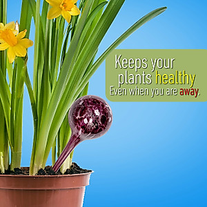 Wyndham House, 6 Piece Watering Globe Set, Colorful Hand-Blown Glass Plant Watering System