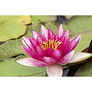 Posterazzi PDDNA01THA0001LARGE Water Lilly Bloom and Lily Pads in a Pond Photo Print, 24 x 36, Multi