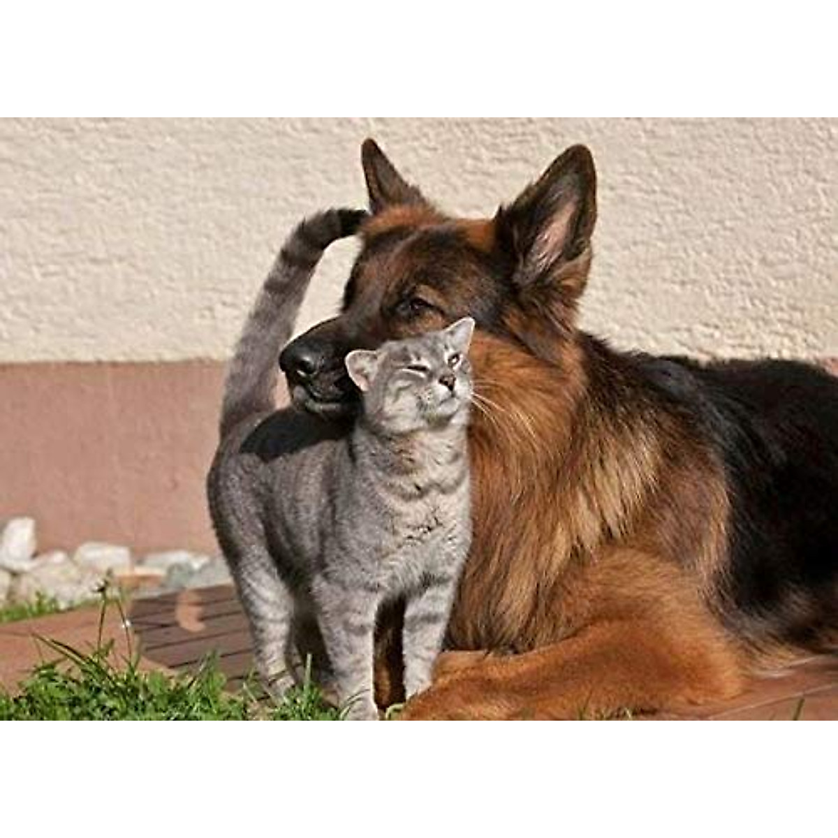 cat Skin Conditioner - PET Allergy Relief - for Dogs and Cats - Stop ITCHING and HOT Spots - Healthy Immune Support - cat Coat Supplement - 2 Bottles (150 Tablets)