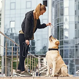 Mozeat Lens 6 Pcs Scent Training for Dogs Scent Work for Dogs Dog Scent Training Equipment Box Dog Nose Metal Container Smell Aluminum Cans Nosework Tins Scent Work Container