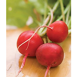 Burpee Cherry Belle Radish Seeds 1000 seeds