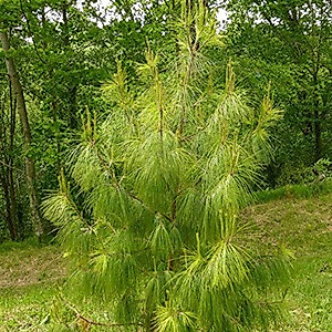 Earthcare Seeds Mexican Weeping Pine 60 Seeds (Pinus patula) Fast Growing Evergreen Tree – Great Bonsai Project