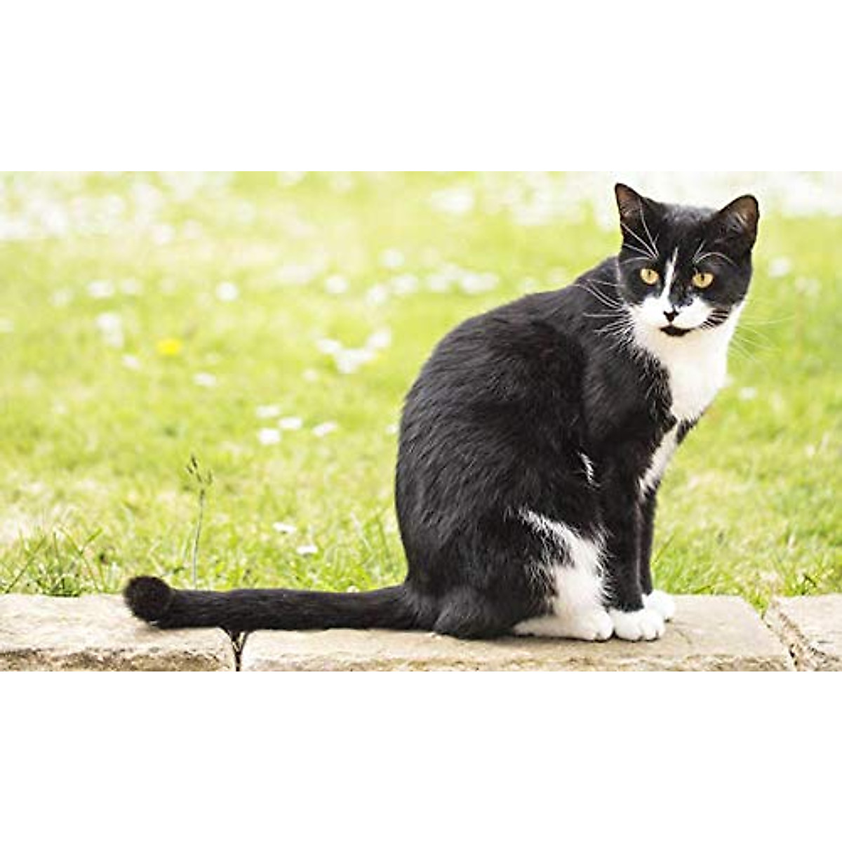 HAPPY PET VITAMINS LLC Joint Care Cats - Joint Health Complex with Turmeric - MSM GLUCOSAMINE - Hip and Joint Care - cat Liver Support Food - 1 Bottle (60 Treats)