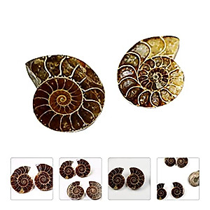ULTECHNOVO 2pcs Ammonite Shell Fossil Madagascar Extinct Natural Stones Minerals Specimen for Basic Paleontology Biological Science Education Laboratory Supply
