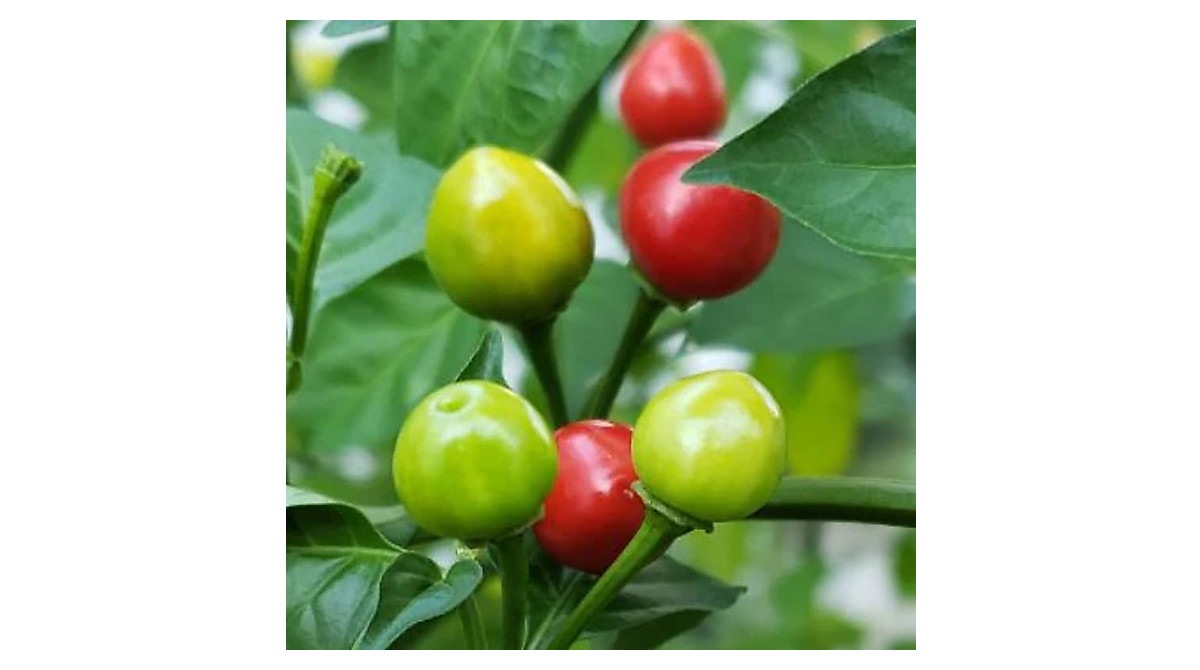 Grow 50 Wiri Wiri Pepper Chili Seeds - Easy Perennial Garden