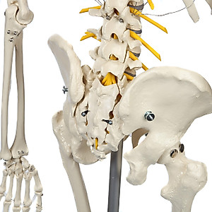 Rudiger Anatomie Physiological Skeleton with Flexible Spine, Spinal Cord, Vertebral Arteries, Mounted Herniated Disc and Sectioned Sacrum, Includes Display Stand with Casters, Dust Cover, and Warranty
