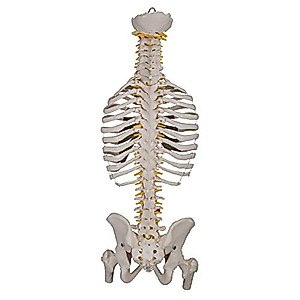 3B Scientific A56/2 Classic Flexible Spine w/ Ribs and Femur Heads - 3B Smart Anatomy