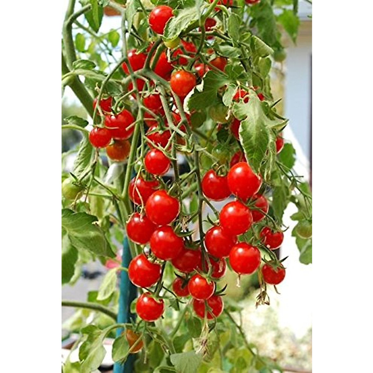 Super Sweet 100 Hybrid Tomato - Amazingly Sweet Long pendulous Clusters(25 - Seeds)