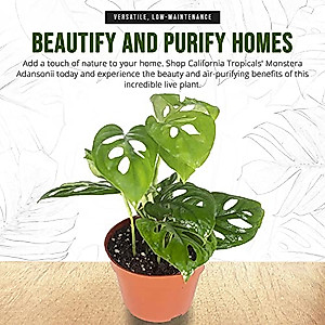 California Tropicals Monstera Adansonii Real Live Indoor Houseplants - Big Low Light Tropical Plant for Air Purifying Decorations - 4" Pots Easy Planting in Homes, Offices, and Outdoor Gardens