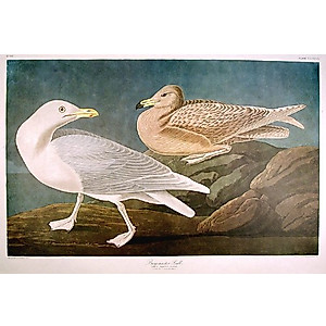 Burgomaster Gull. From"The Birds of America" (Amsterdam Edition)