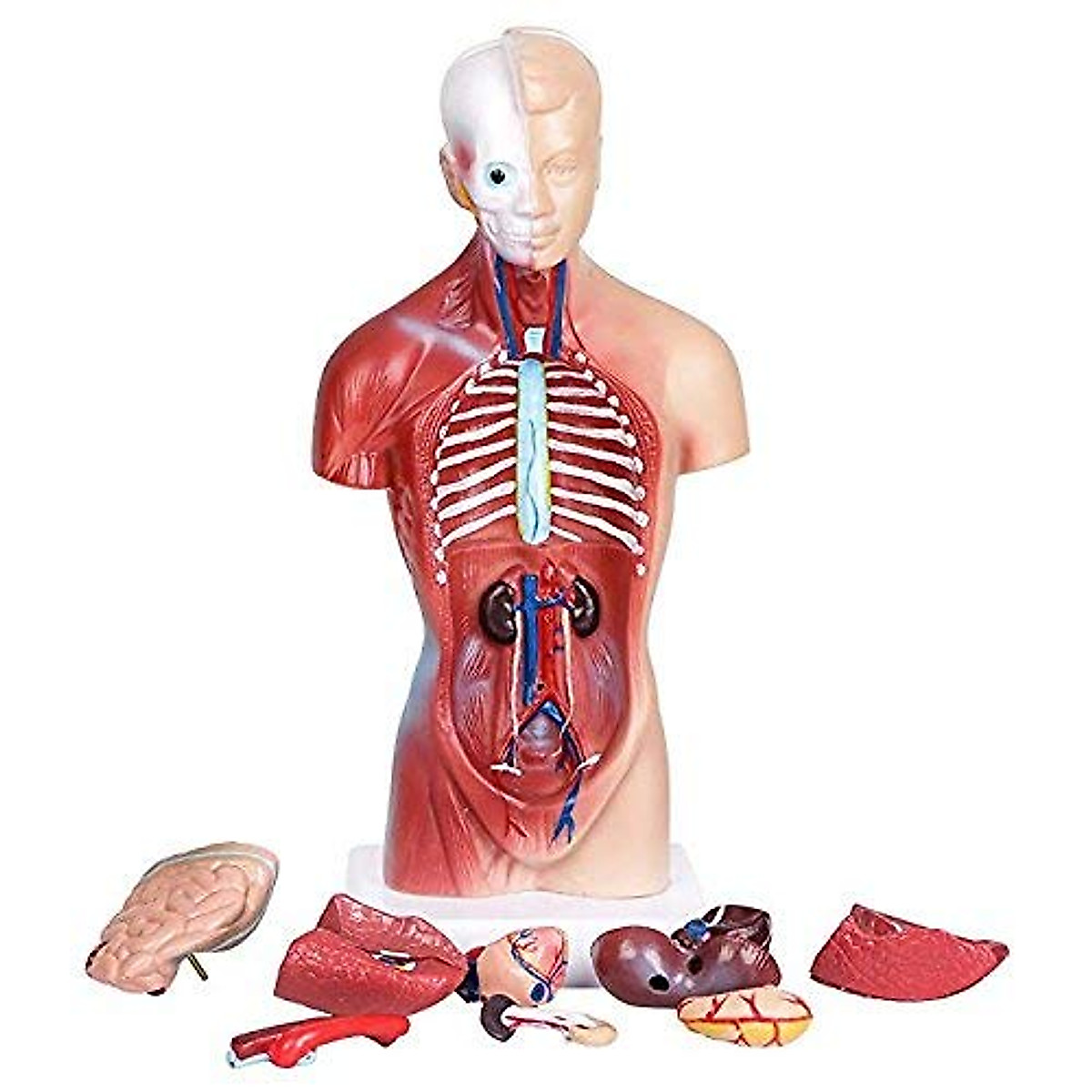 11-inch Male Human Torso Body Anatomy Model Including Skeleton Visceral for Medical Students Study