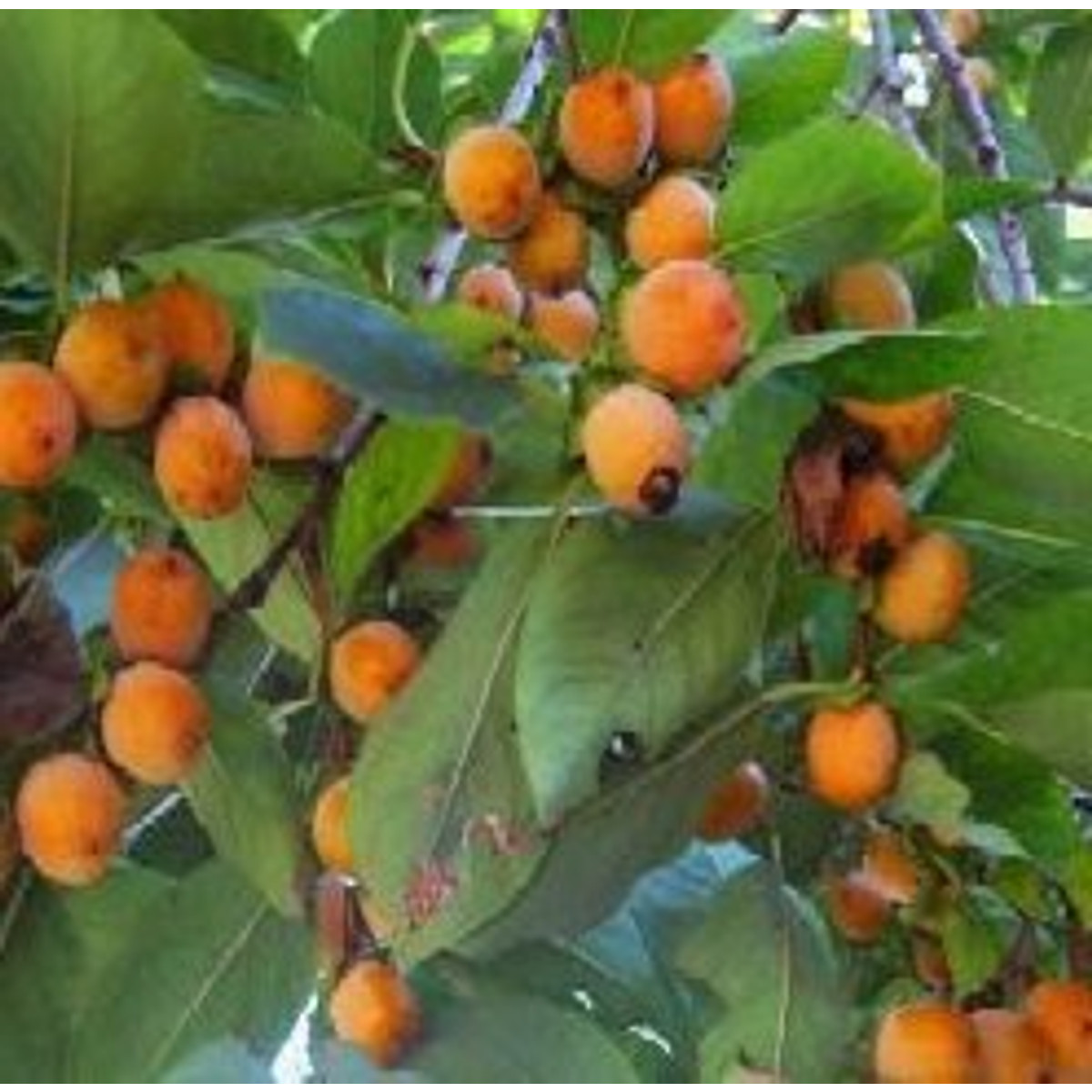 Date Plum Persimmon Fruit Tree, 30+ Tree Seeds, Exotic & Rare, 80% Germination, (Isla's Garden Seeds), Non GMO & Heirloom Seeds, Scientific Name: Diospyros Lotus