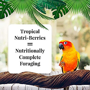 LAFEBER'S Tropical Fruit Nutri-Berries Conure Food, Made with Non-GMO and Human-Grade Ingredients, for Conures (Tropical Fruit 10 oz)