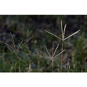 Common Bermudagrass (1 LB)