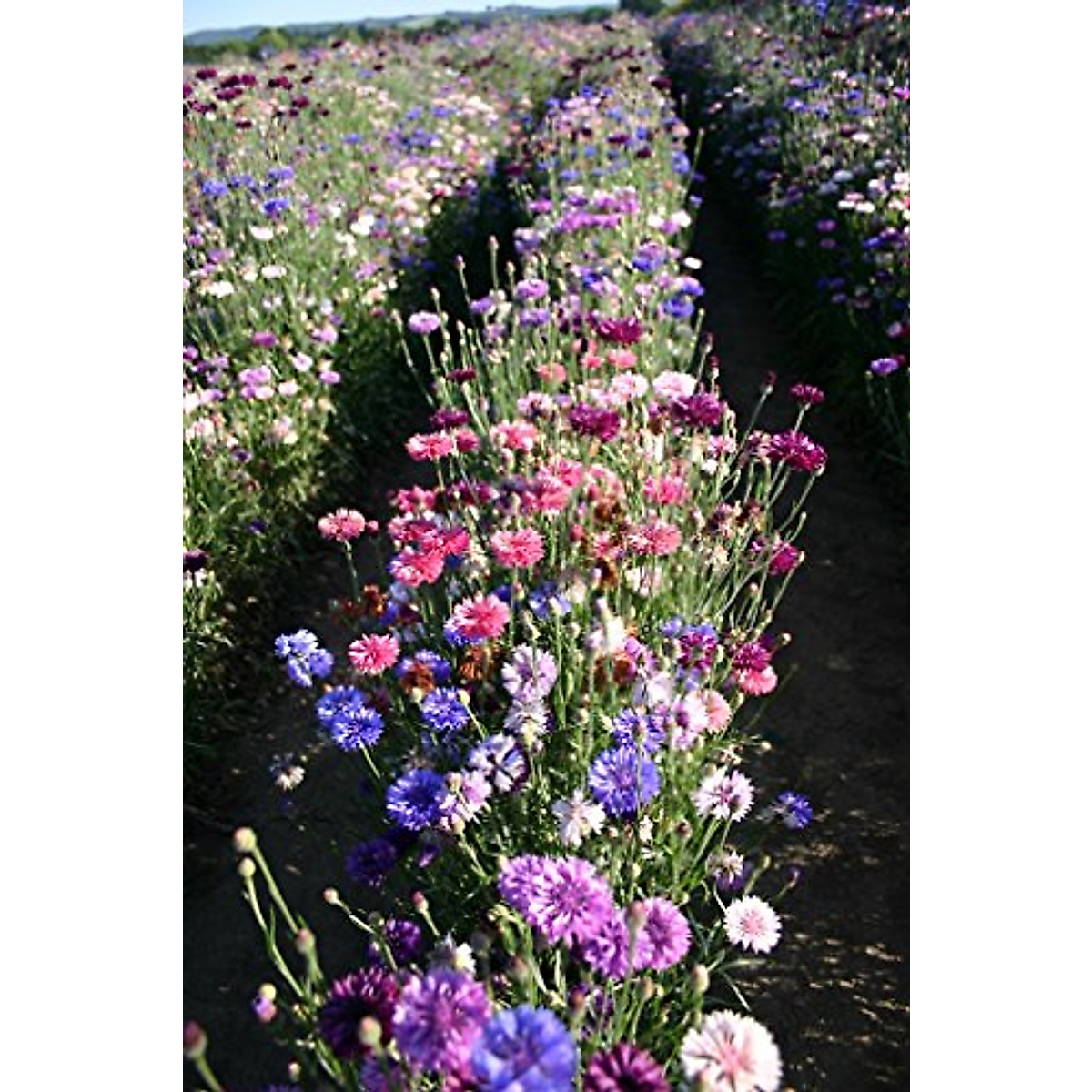 "Dwarf Polka Dot Mix" Bachelor Button Flower Seeds for Planting, 200+ Seeds Per Packet, (Isla's Garden Seeds), Non GMO & Heirloom Seeds, Scientific Name: Centaurea cyanus, Great Home Garden Gift