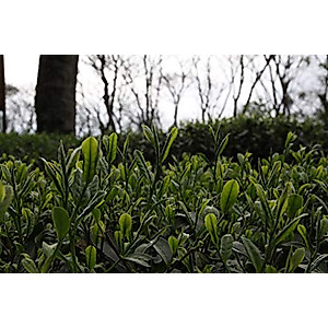 The Tao of Tea, Black Mango Black Tea, Loose Leaf, 4 Ounce Tin