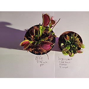 B52 Giant Venus Flytrap - Fly Trap - (Dionaea Muscipula) Carnivorous Plant 3.75 inch Pot