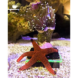 PNW Custom Orange Frag Pop Stand w/Frag Lock | Acrylic 1 Hole Frag Rack Plugs Reef Fragging Coral Holder for Aquarium (Single)