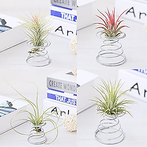 20 Pack Air Plant Stand Container Tillandsia Holder, Fineder Stainless Steel Wire Stand Plant Display Racks - Silver
